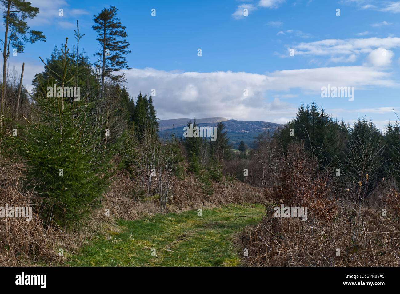 grassy path through the forest at Glen Trool,Galloway Forest Park ...