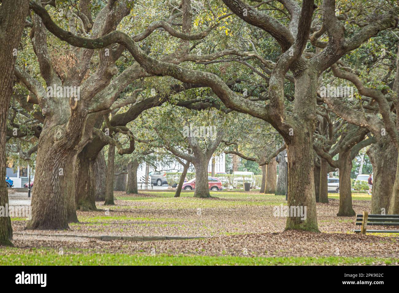 A tunnel formed by the branches of old southern oak trees in Charleston ...