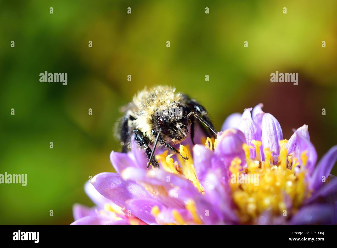 Wet Honeybee caught in rain Stock Photo - Alamy