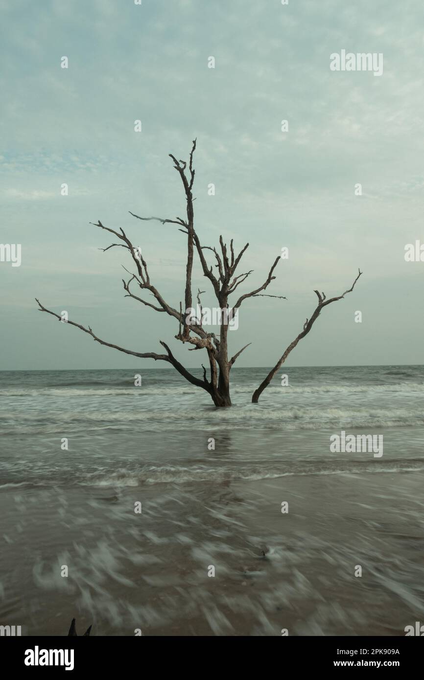 Twisted dead trees at Driftwood Beach in South Carolina under a dull ...