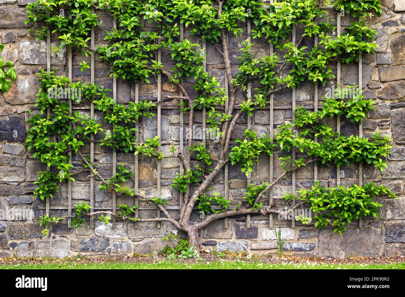 Climbing plant growing on wooded frame attached to an old stone wall in ...