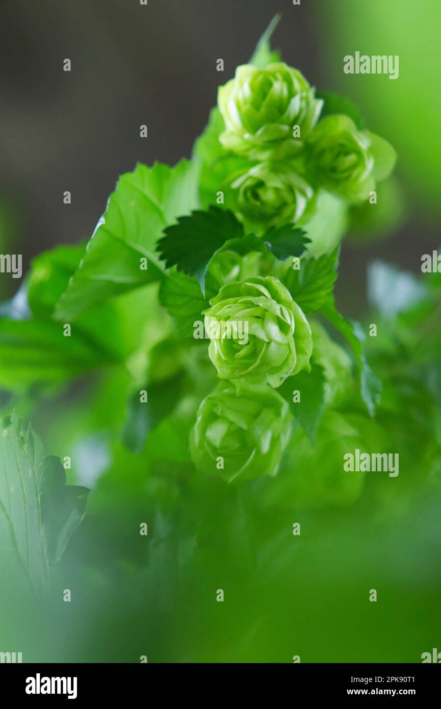 Green hop cones on plantation hi-res stock photography and images - Alamy