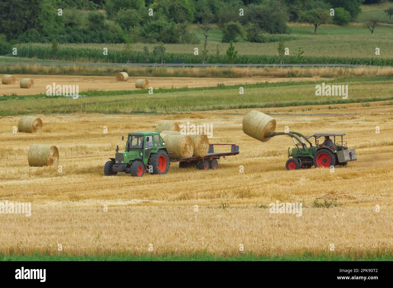 Tractor loading large round bales of straw onto trailer on a cornfield ...