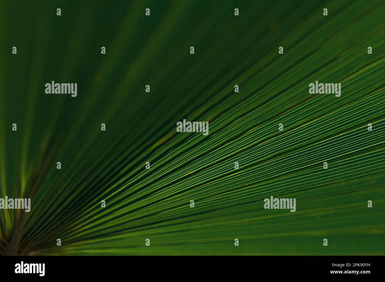 Fan palm tree hi-res stock photography and images - Alamy