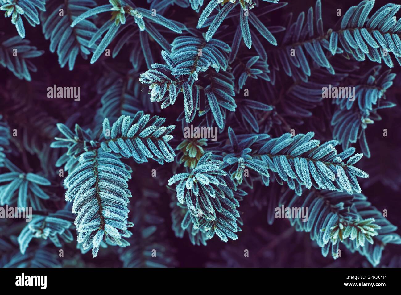 Ice crystals tree branch hi-res stock photography and images - Alamy