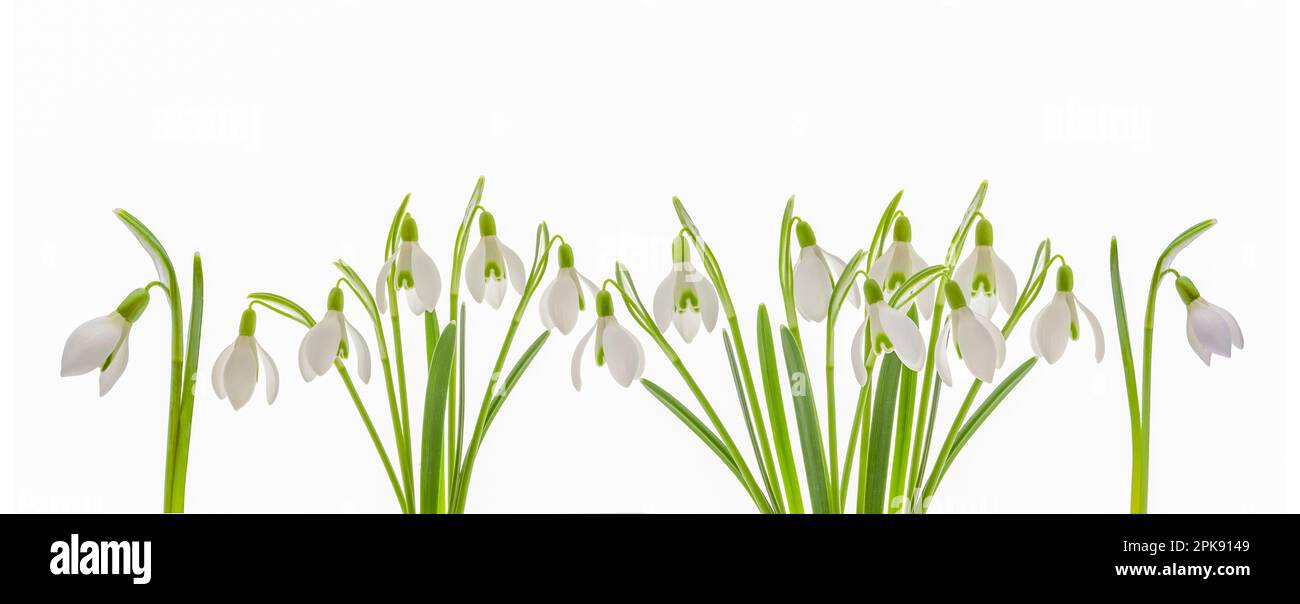 Blooming snowdrops against white background Stock Photo - Alamy Blooming snowdrops against white background Stock Photo - Alamy