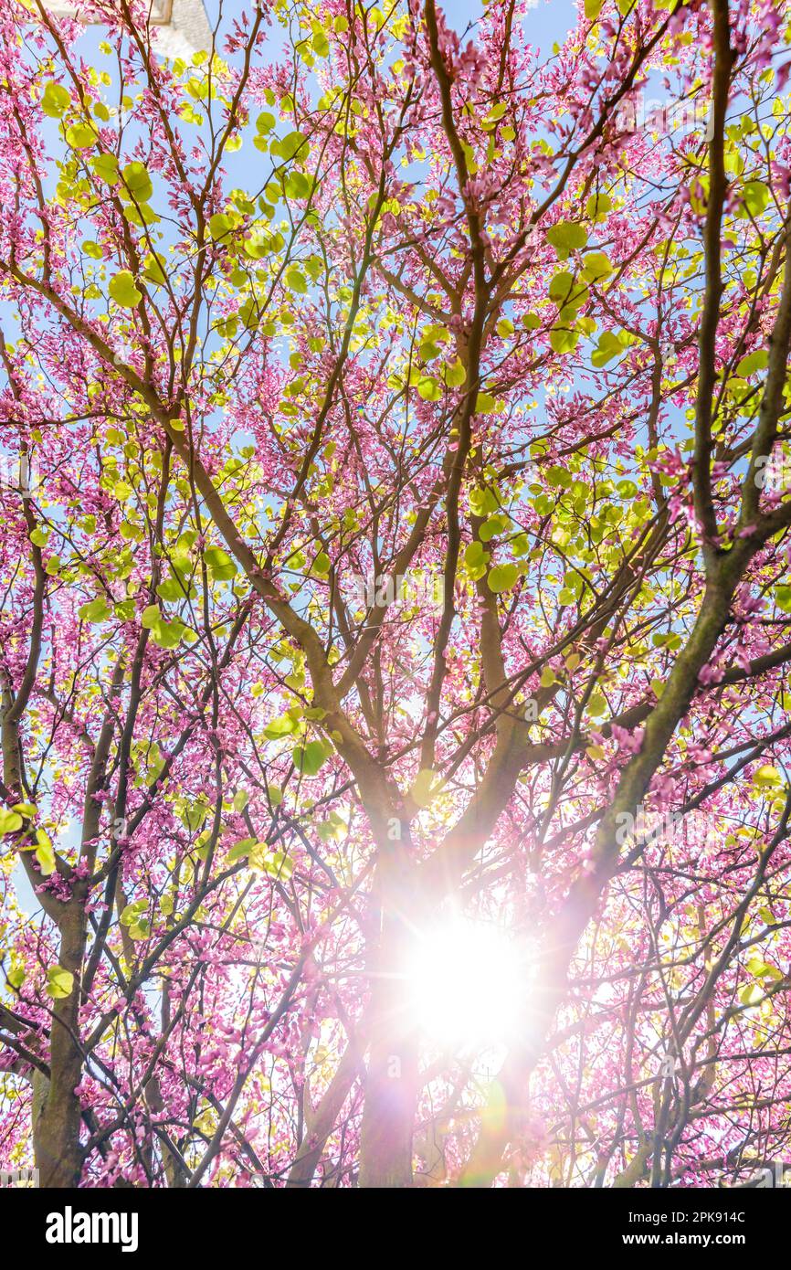 Sunlight in sky hi-res stock photography and images - Alamy