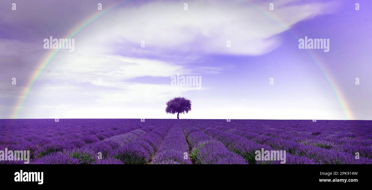 Lavender field with rainbow Stock Photo - Alamy