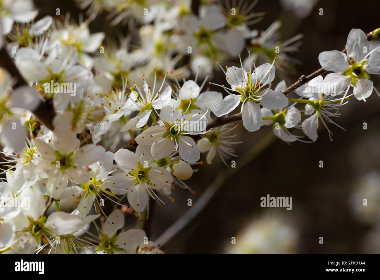 Early spring, many open flowers on a plum tree, shallow depth of field ...