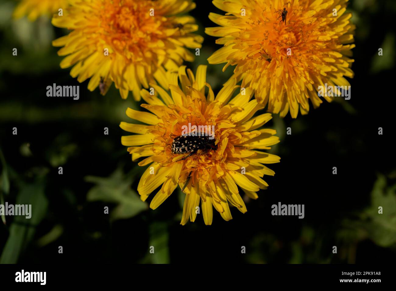 Open dandelion blossom with a beetle hi-res stock photography and ...