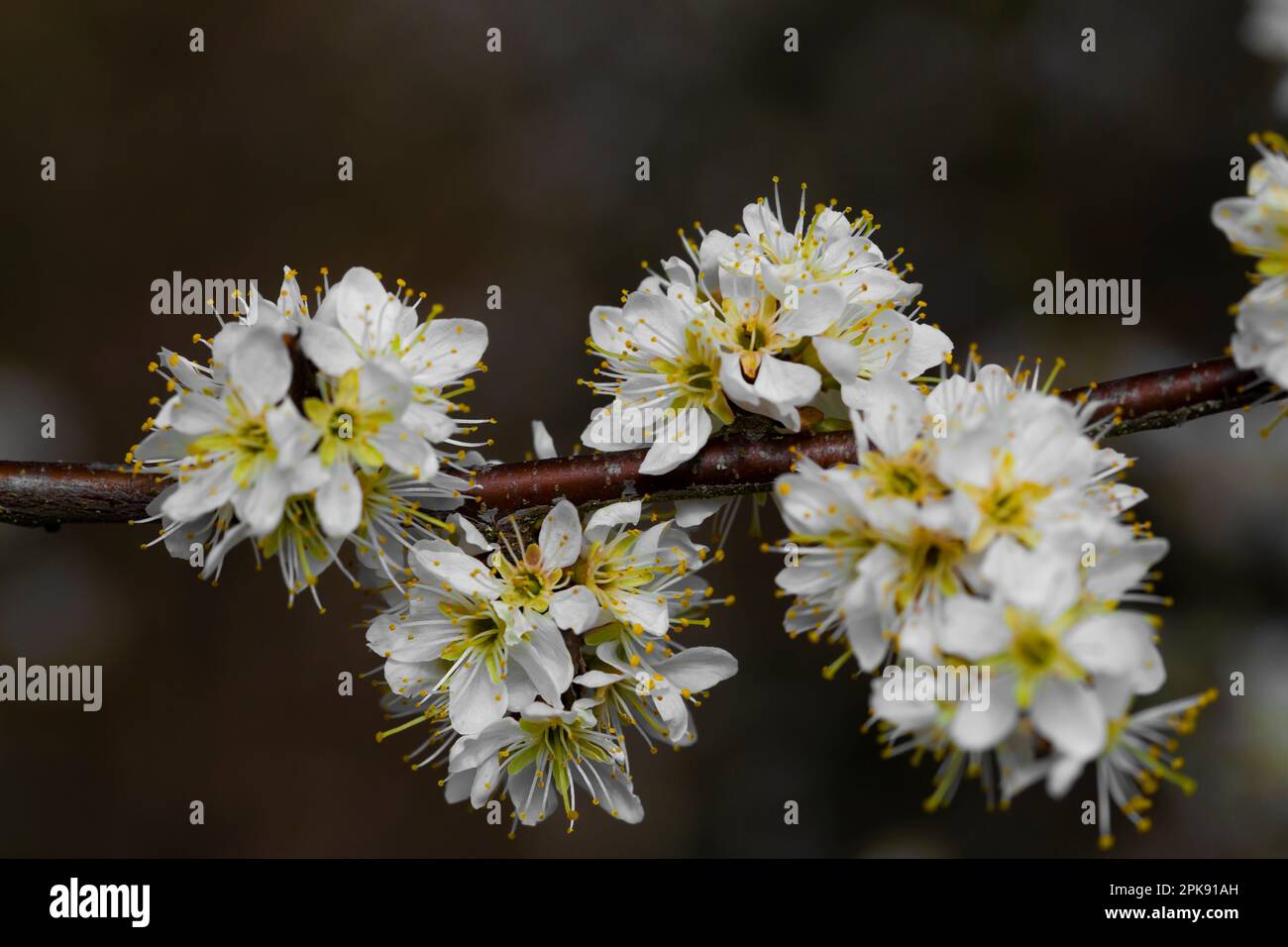 Early spring, open flowers on a plum tree, shallow depth of field ...