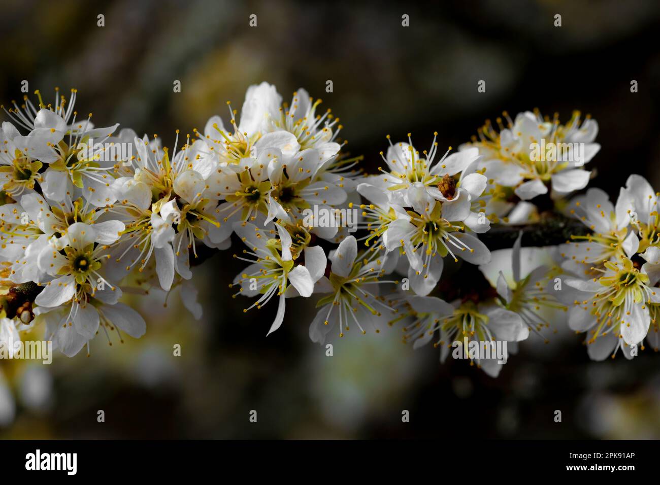 Early spring, open flowers on a branch of a plum tree, shallow depth of ...