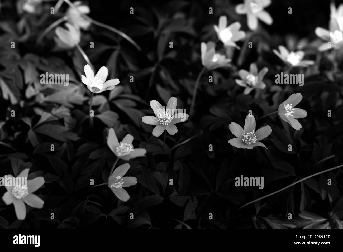 Flowering wood anemones in the forest in spring, black and white Stock ...