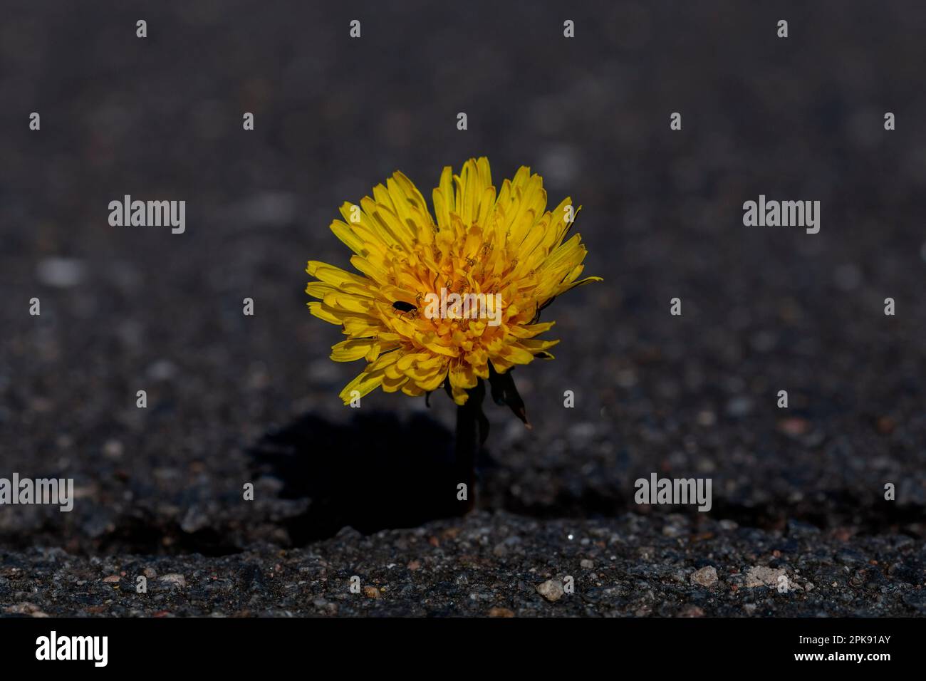 Early spring, open dandelion blossom grows from a crack of a broken ...
