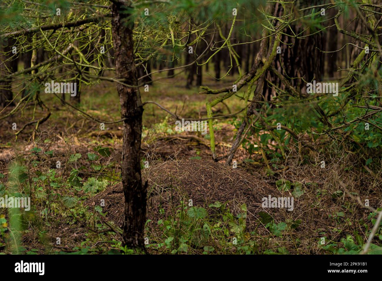 Beautiful big anthill in a pine forest Stock Photo - Alamy