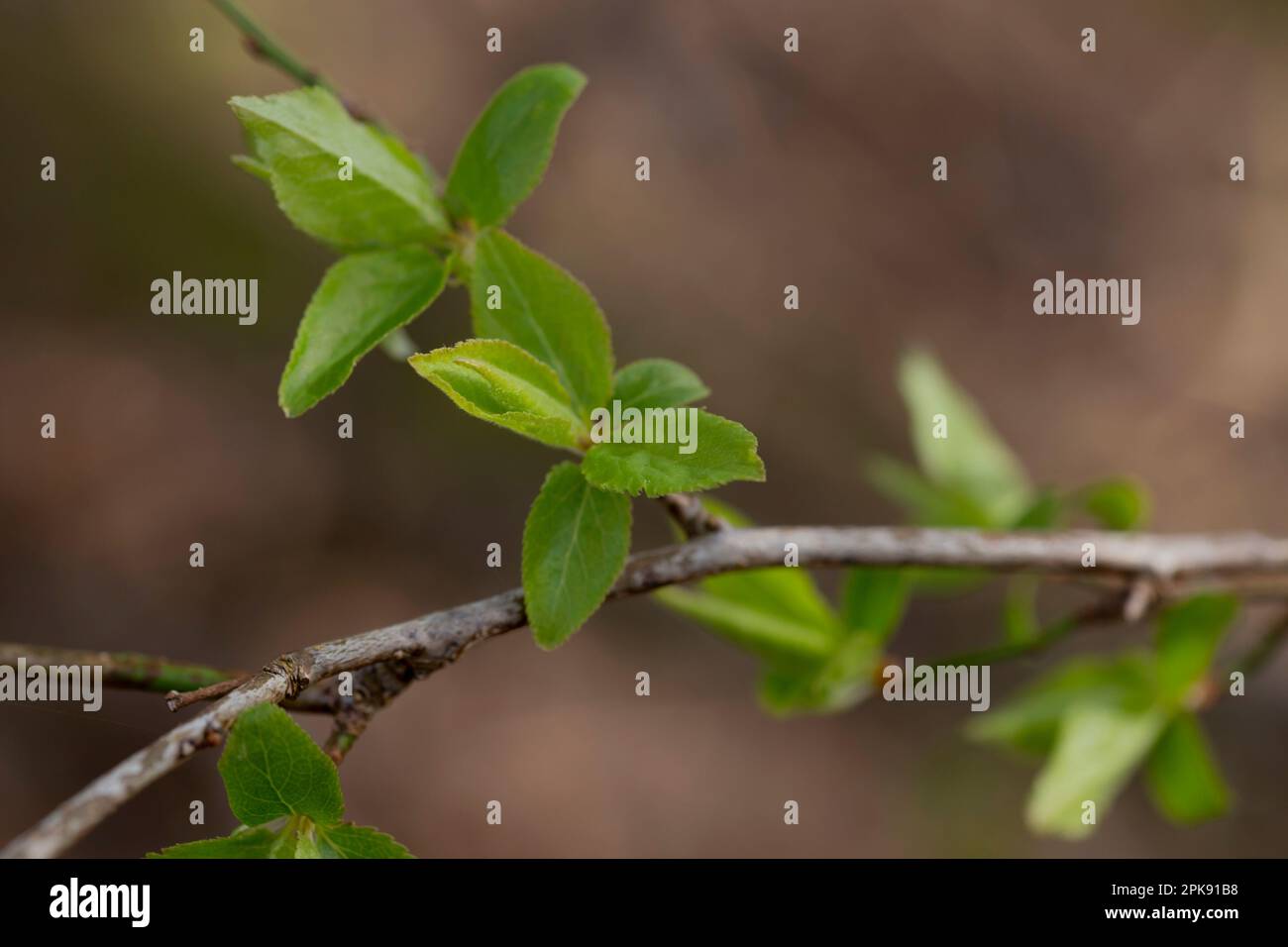 Branch with first green leaves in spring on a young tree, beginning of ...