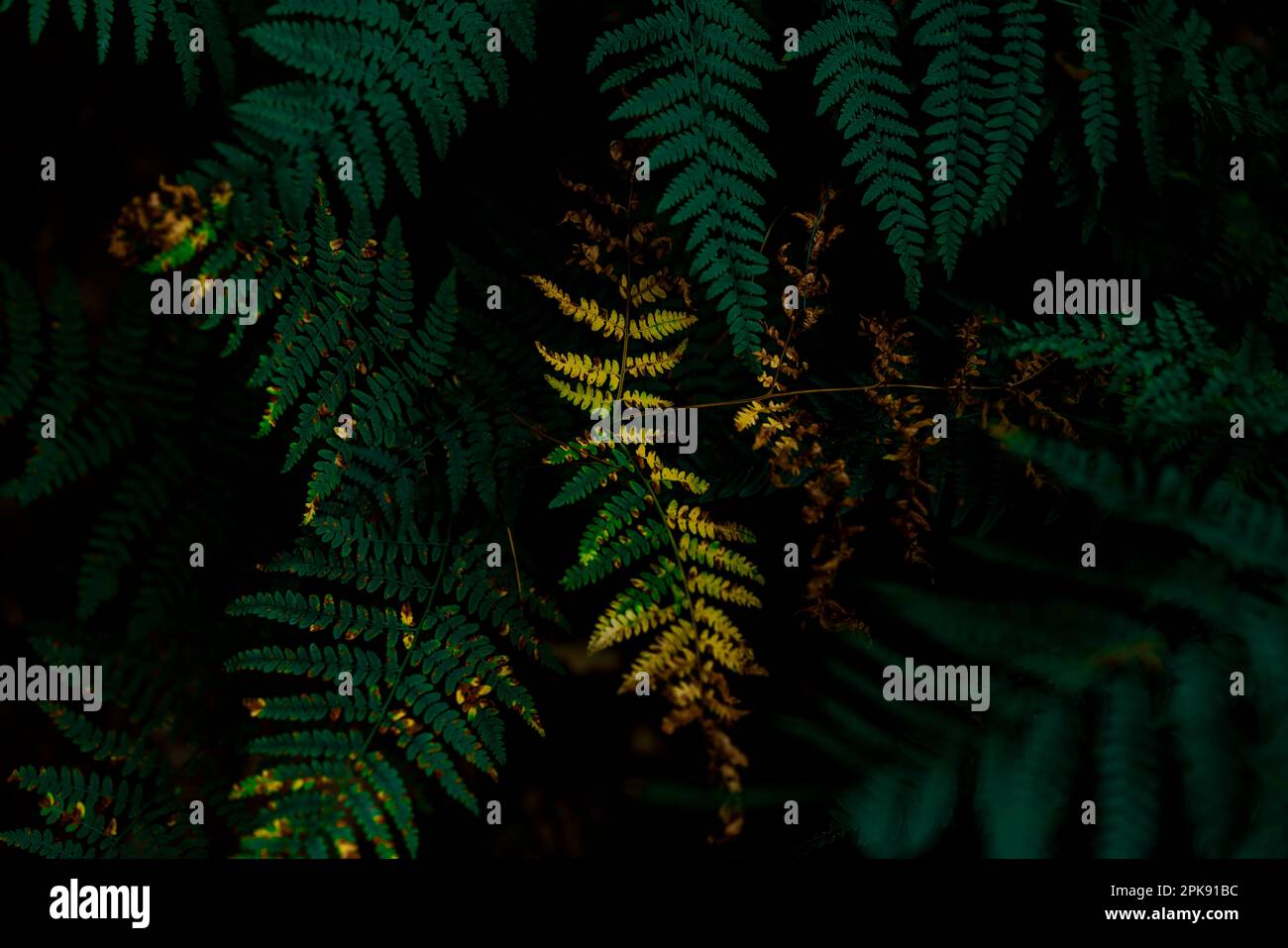 Green fern in the summer in the forest, individual discolored plant ...