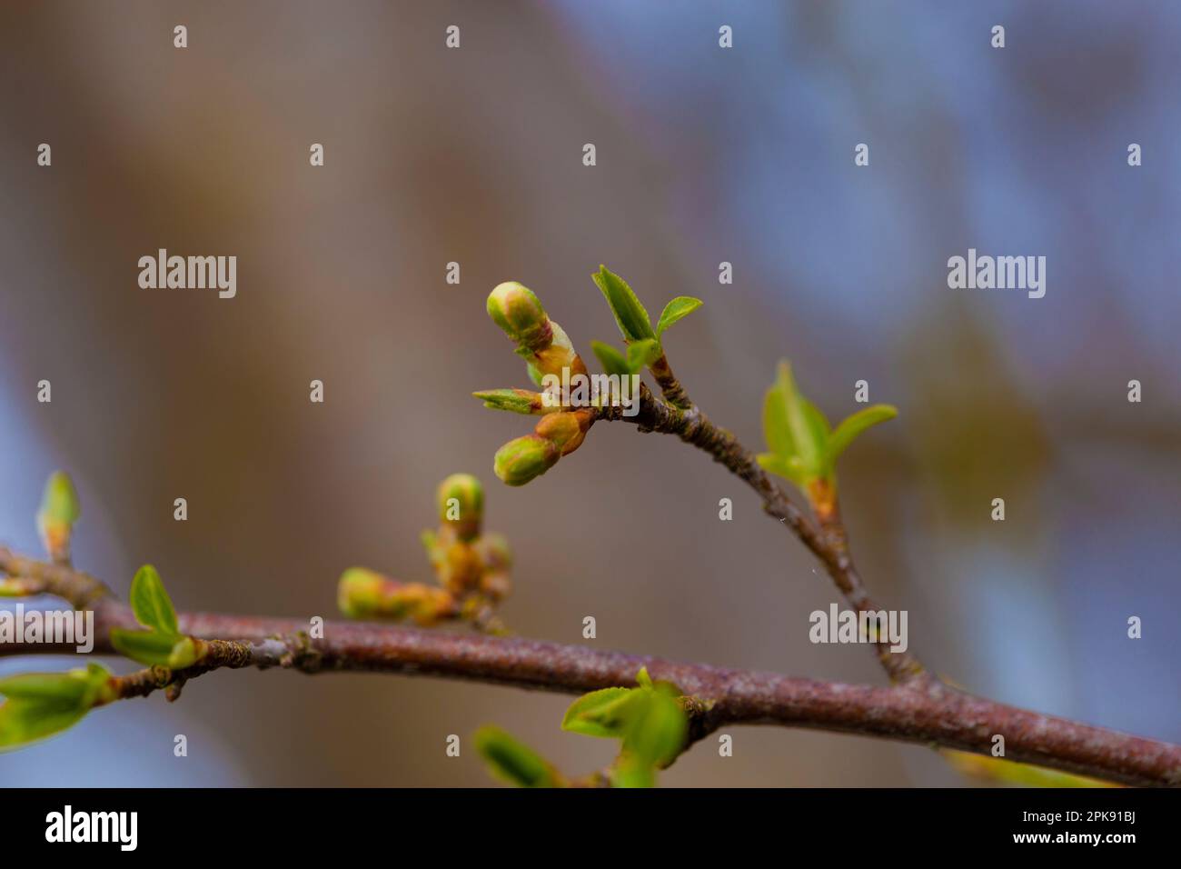 The first leaves on a young tree in spring hi-res stock photography and ...