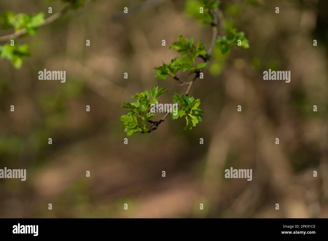 Branch with first green leaves in spring on a young tree, beginning of ...