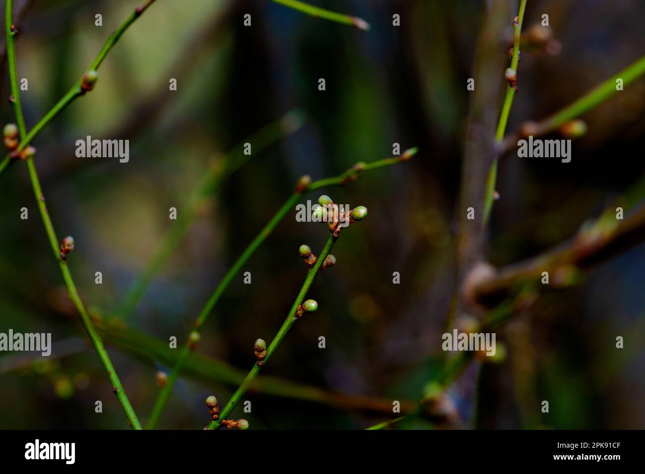 Young tree in spring with first flower buds, selective sharpness ...