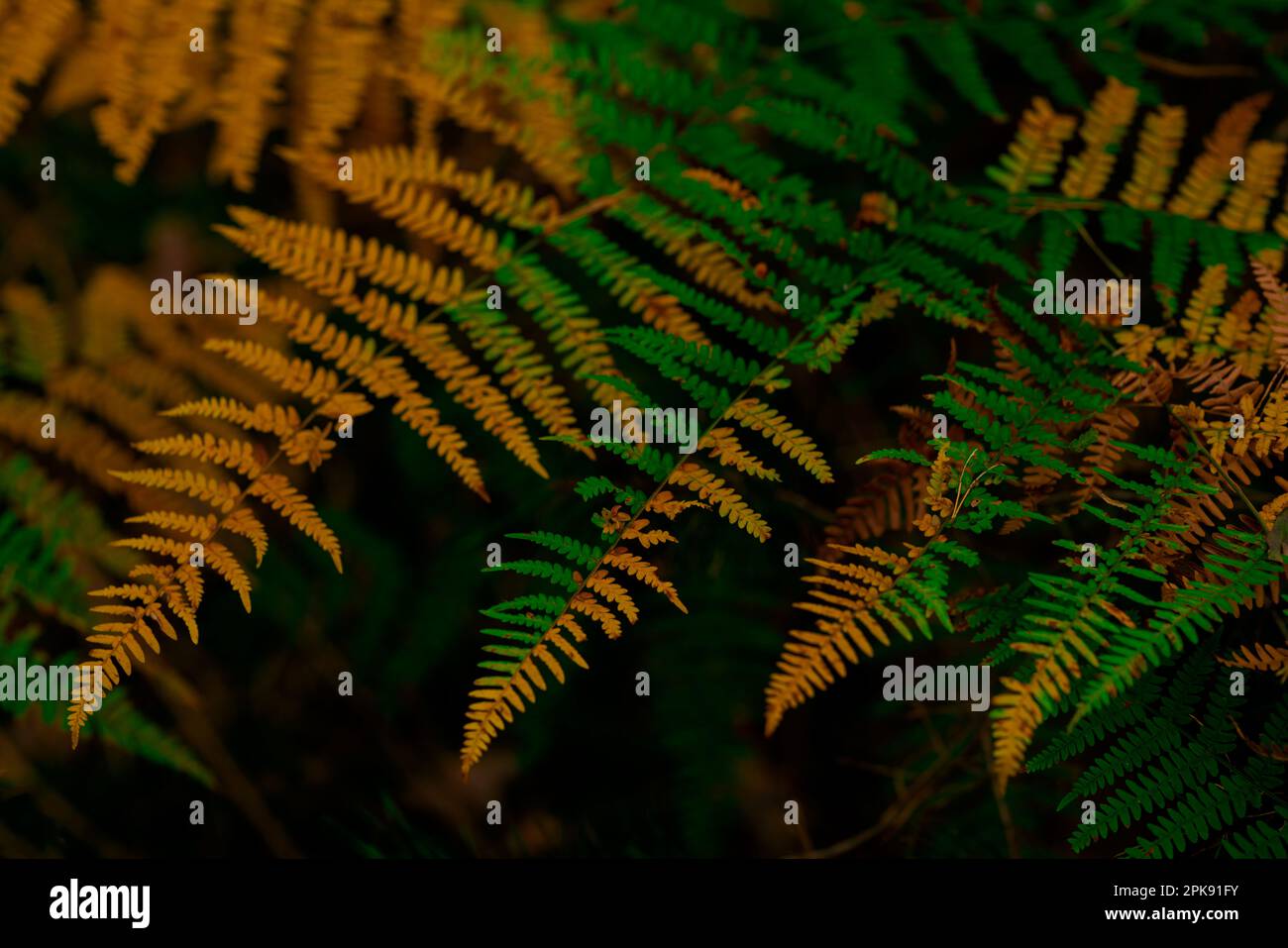 Green fern plants with large orange discoloration, selective sharpness ...