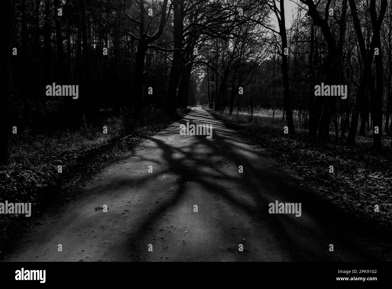 Bike path in the forest with shade from trees, black and white ...