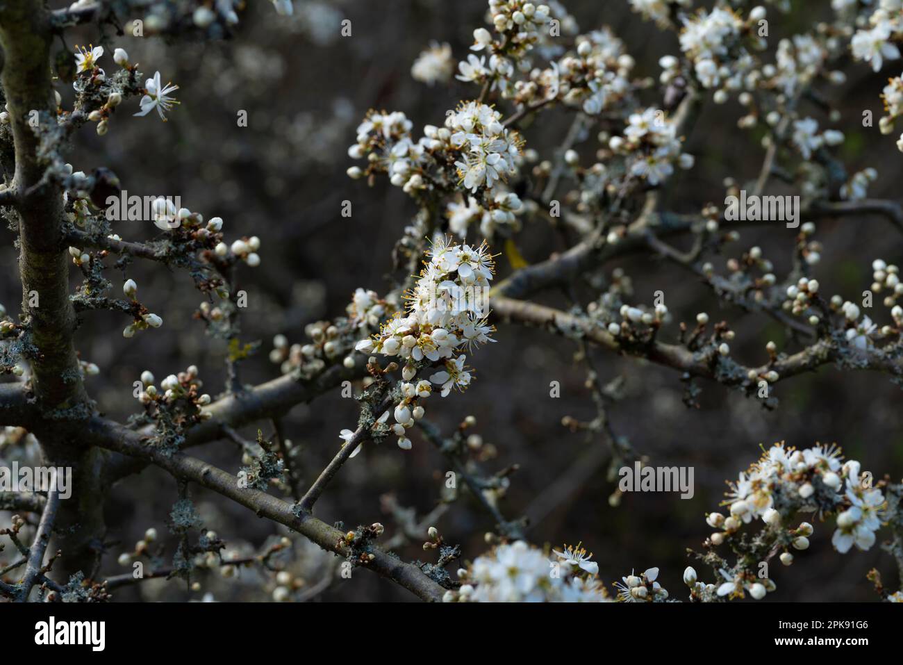 Beautiful open blossoms on a wild plum tree in nature, beginning of ...