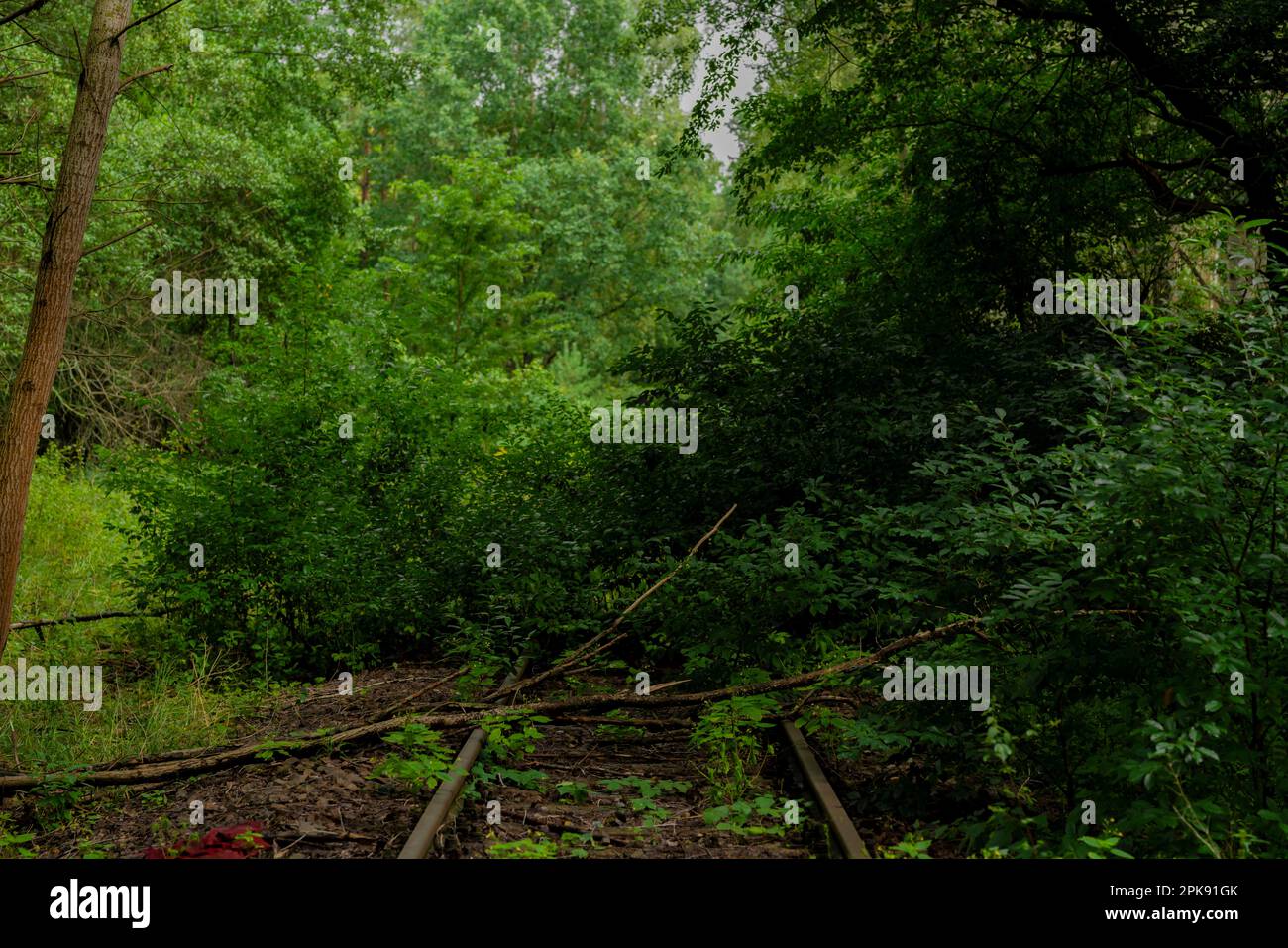 Old unused railway tracks in a forest, railway tracks overgrown with ...