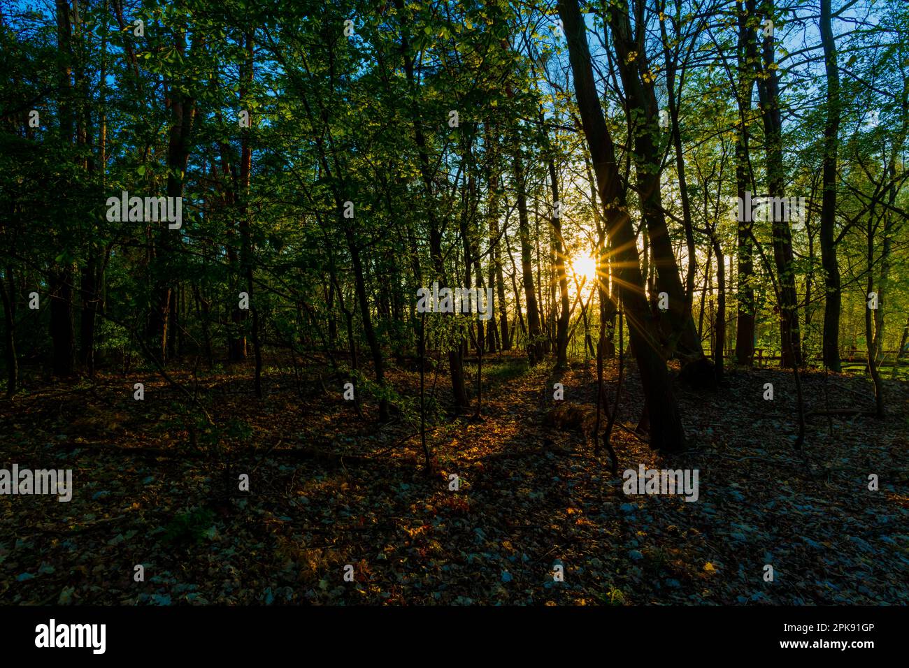Mixed forest in spring hi-res stock photography and images - Alamy