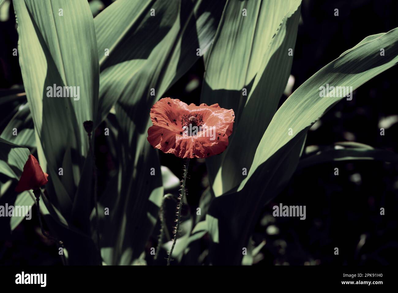 Wide-open red poppy blossom in sunshine Stock Photo - Alamy