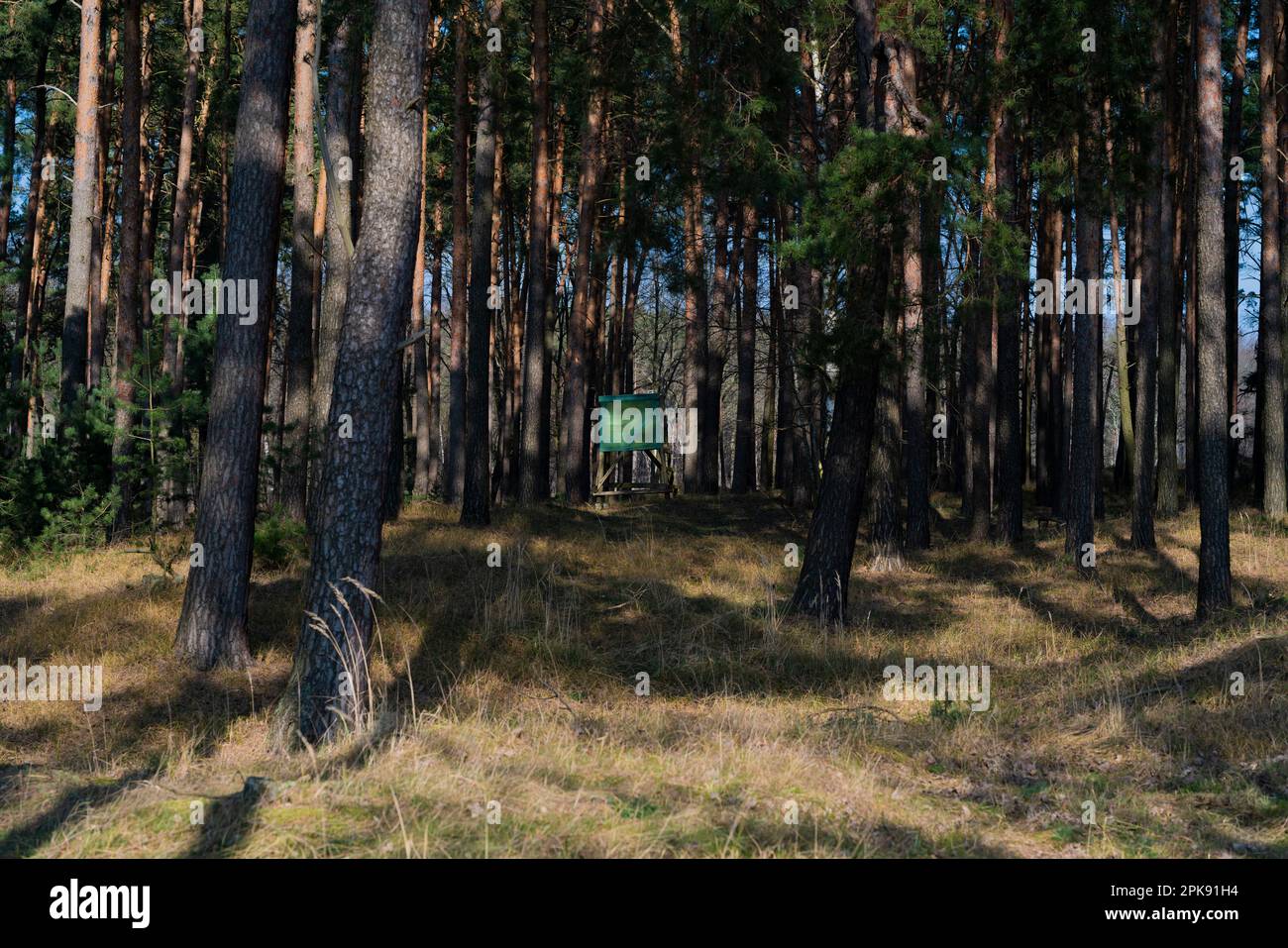 Small hidden perch for a hunter in a forest Stock Photo - Alamy