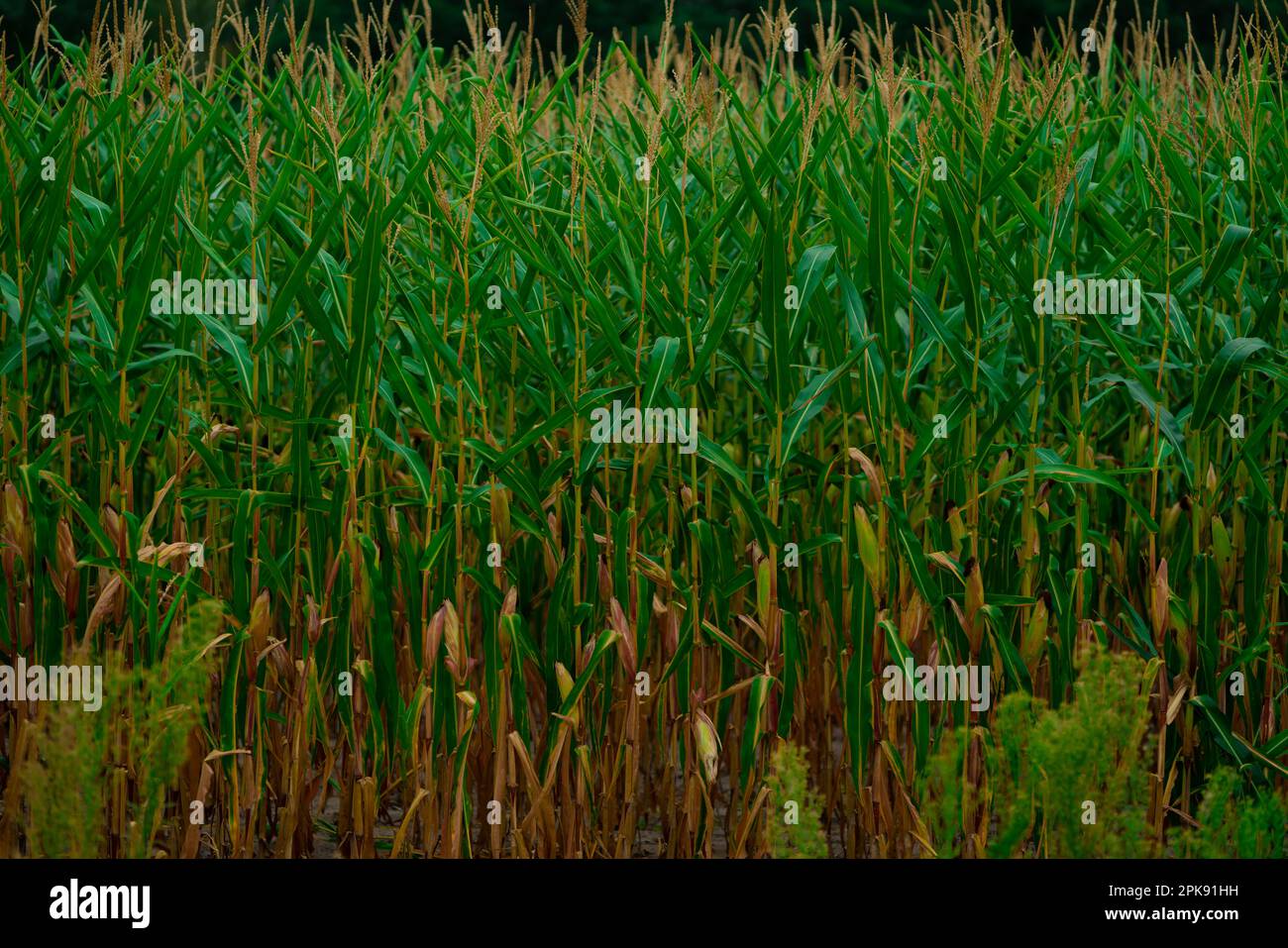 Corn field just before harvest in the summer Stock Photo - Alamy