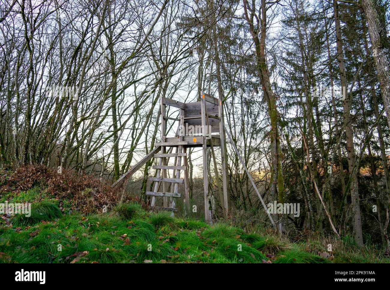 Hunters seat in the forest in the Ardennes, Belgium Stock Photo - Alamy