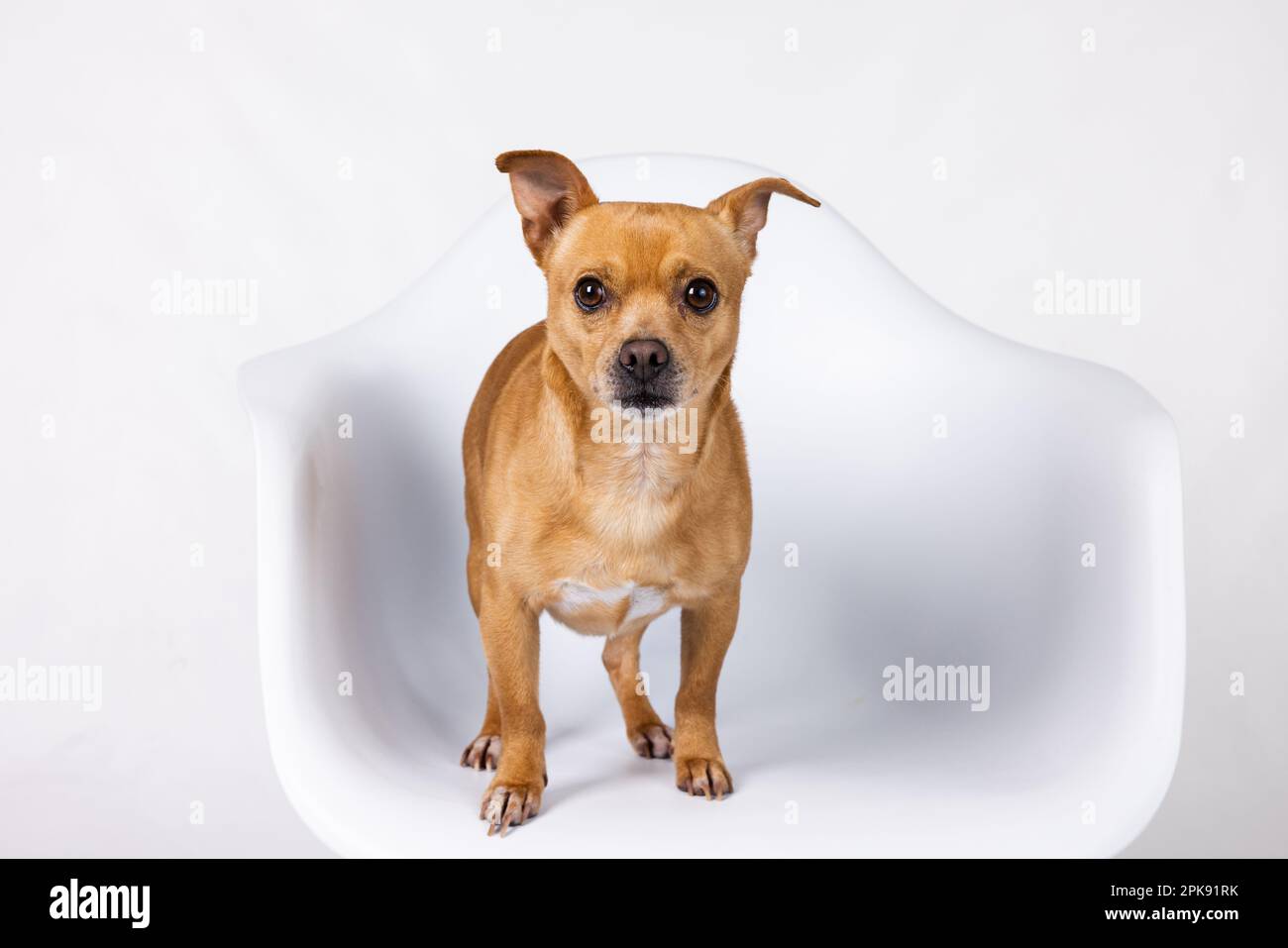 A mixed breed small chihuahua small dog sitting ojn a modern white ...