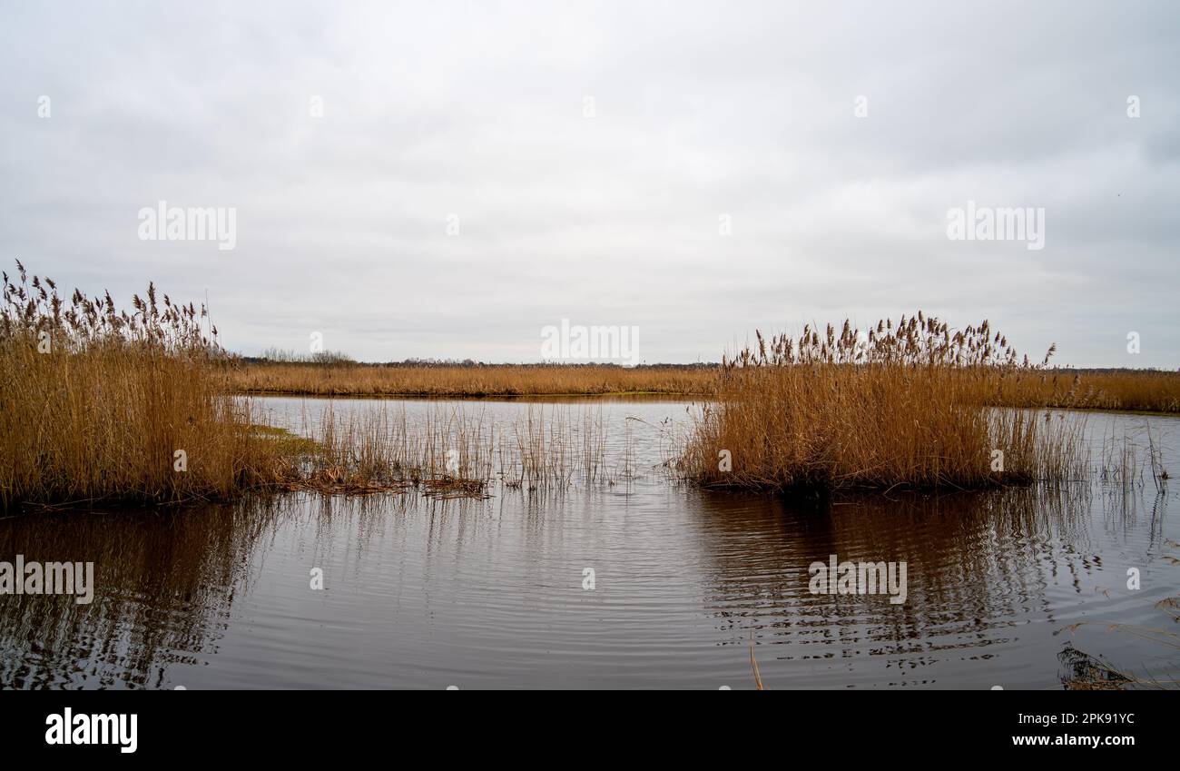 Reed fields in a nature reserve near Roden in Drenthe, Netherlands ...