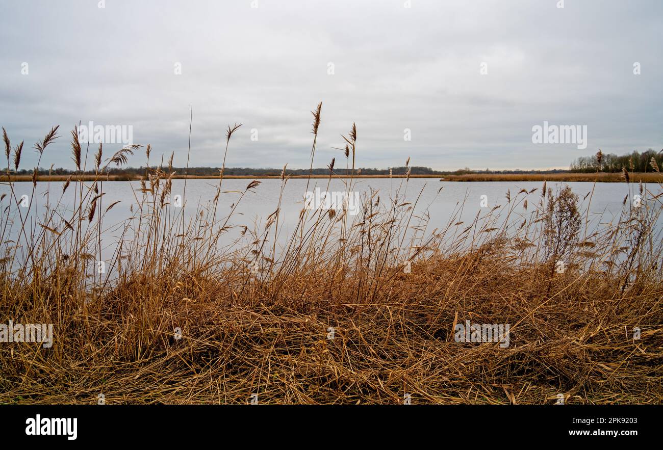 Reed fields in a nature reserve near Roden in Drenthe, Netherlands ...