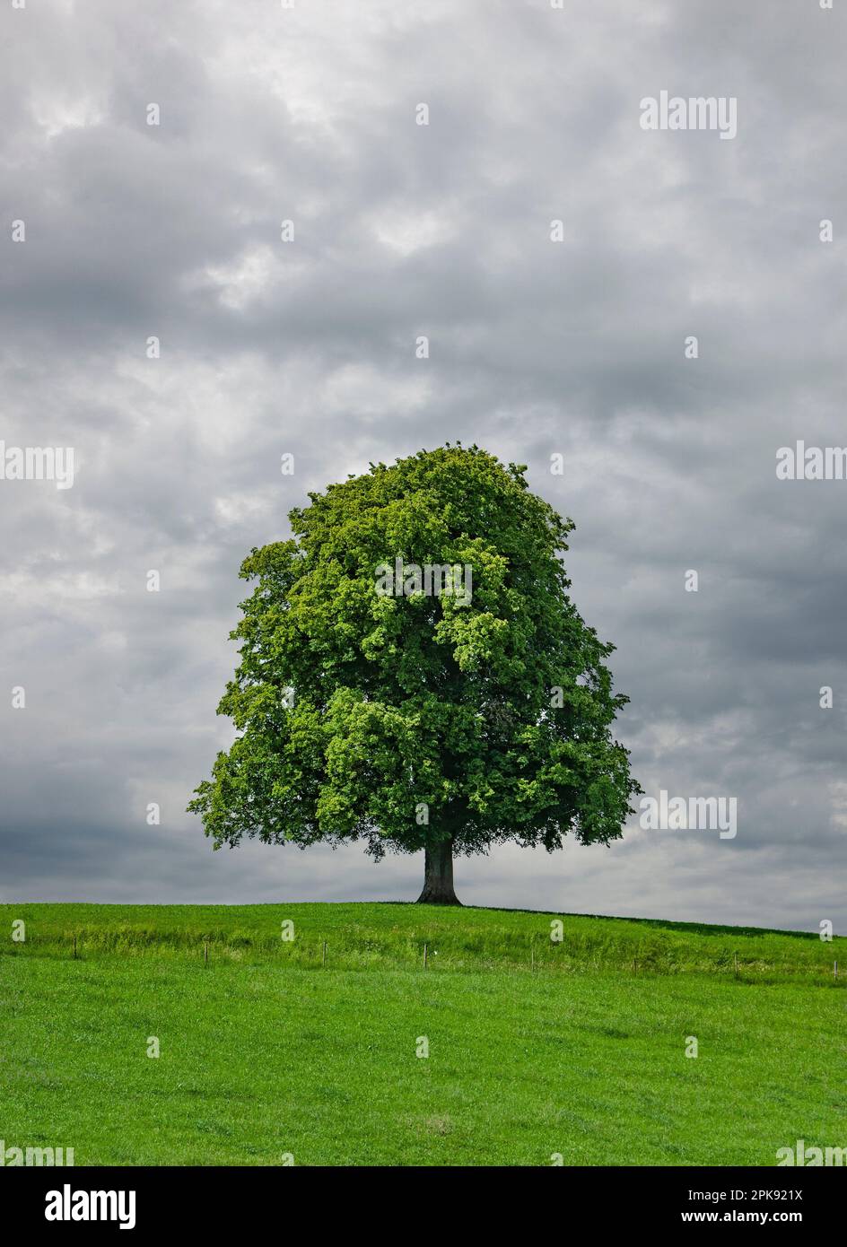 Old majestic tree hi-res stock photography and images - Alamy