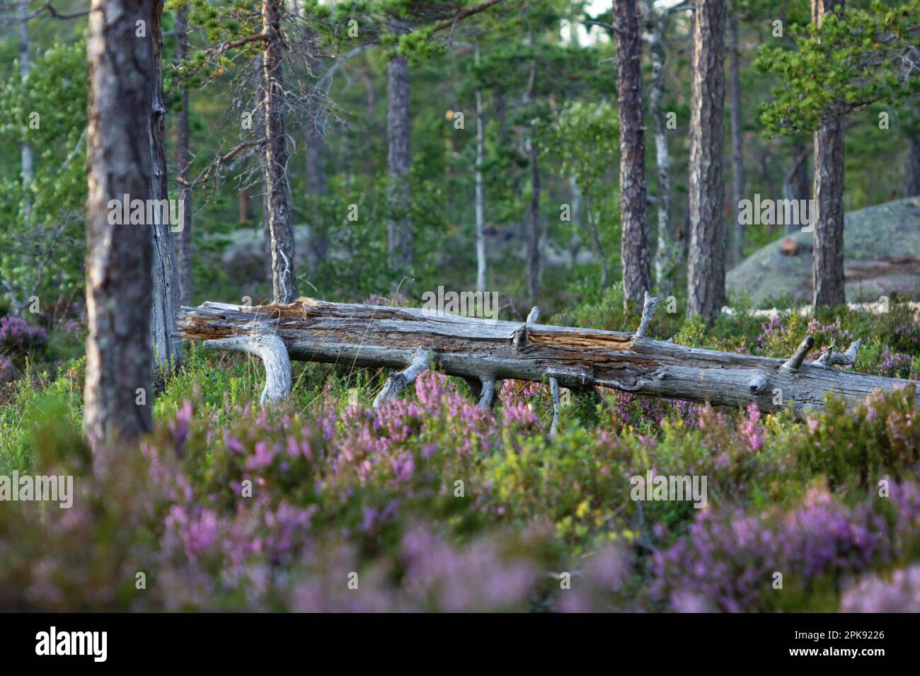 Old tree trunk in middle of forest clearing in hi-res stock photography ...