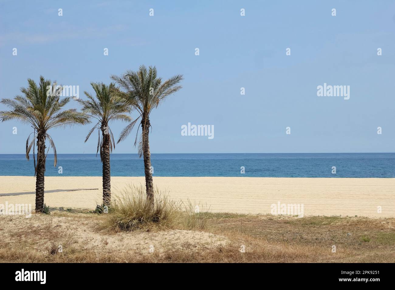 Three palm trees hi-res stock photography and images - Alamy