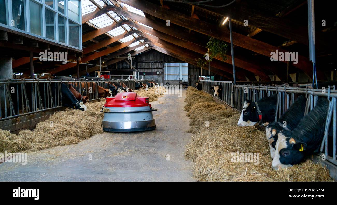 Stable with feed robot in the Netherlands Stock Photo - Alamy