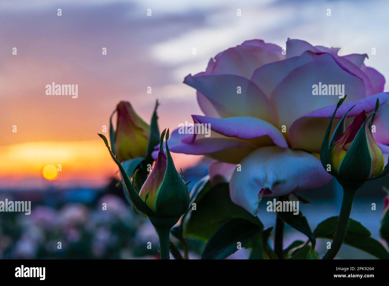 Purple sky at dawn with the sun in the background and a large yellow ...