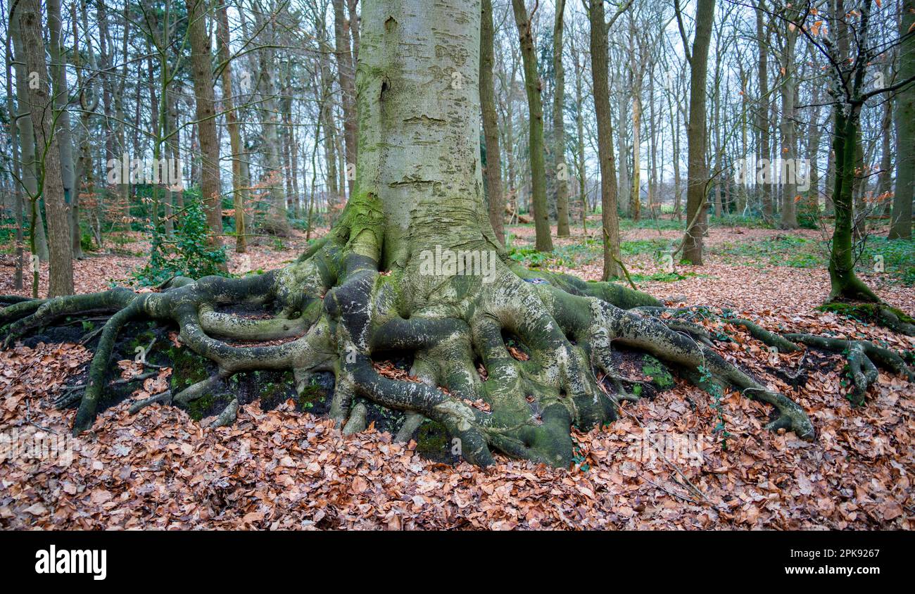 Base of a large beech tree Stock Photo - Alamy