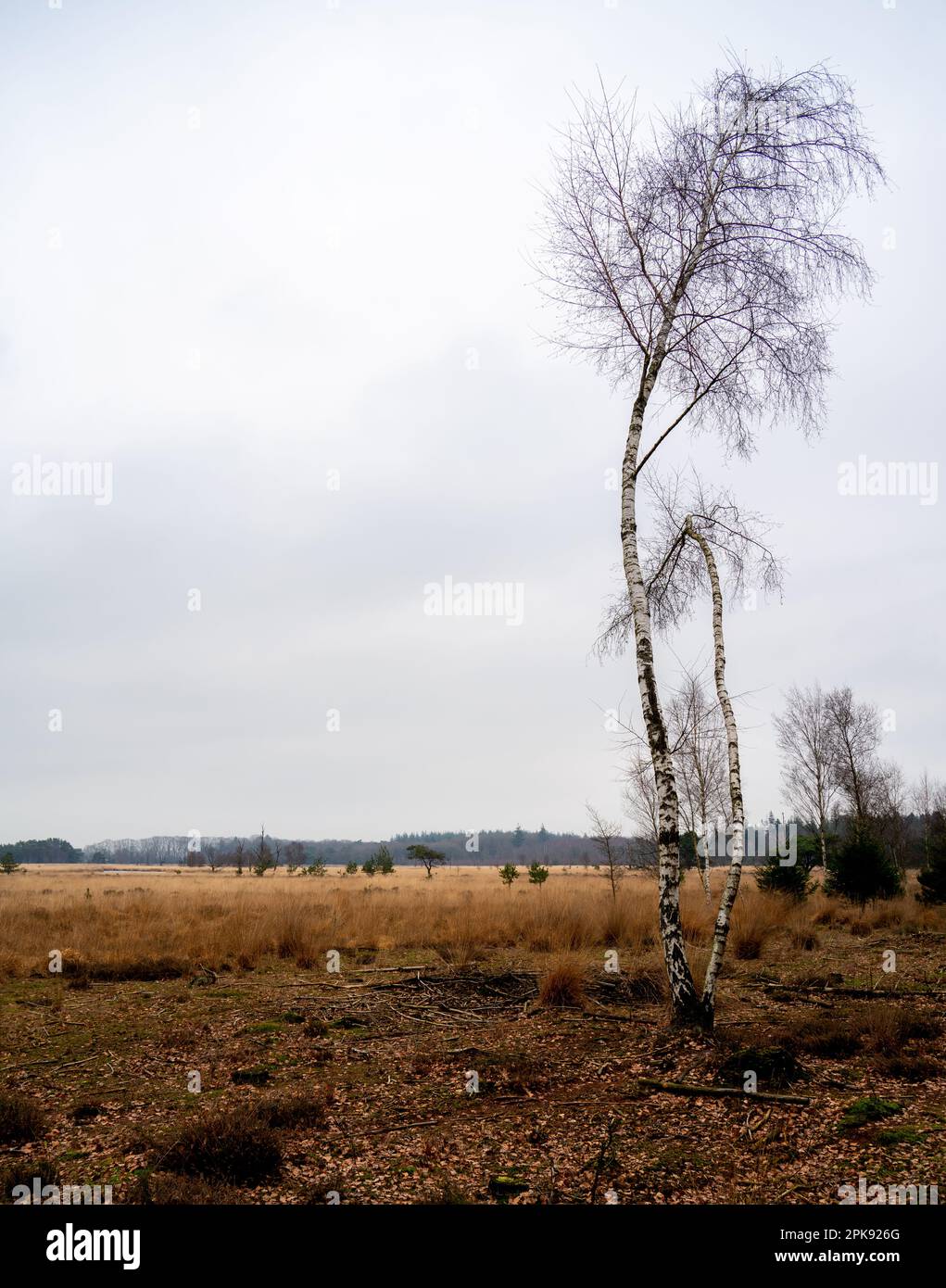 Heathland with a birch tree in the Netherlands Stock Photo - Alamy