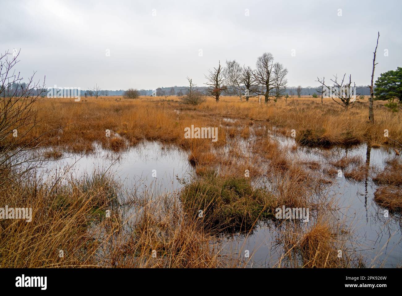Reed fields in a nature reserve near Roden in Drenthe, Netherlands ...