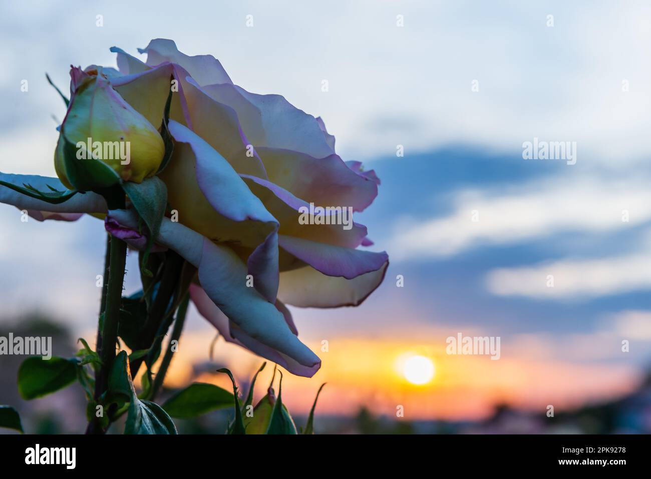 Yellow rose side view flower hi-res stock photography and images - Alamy