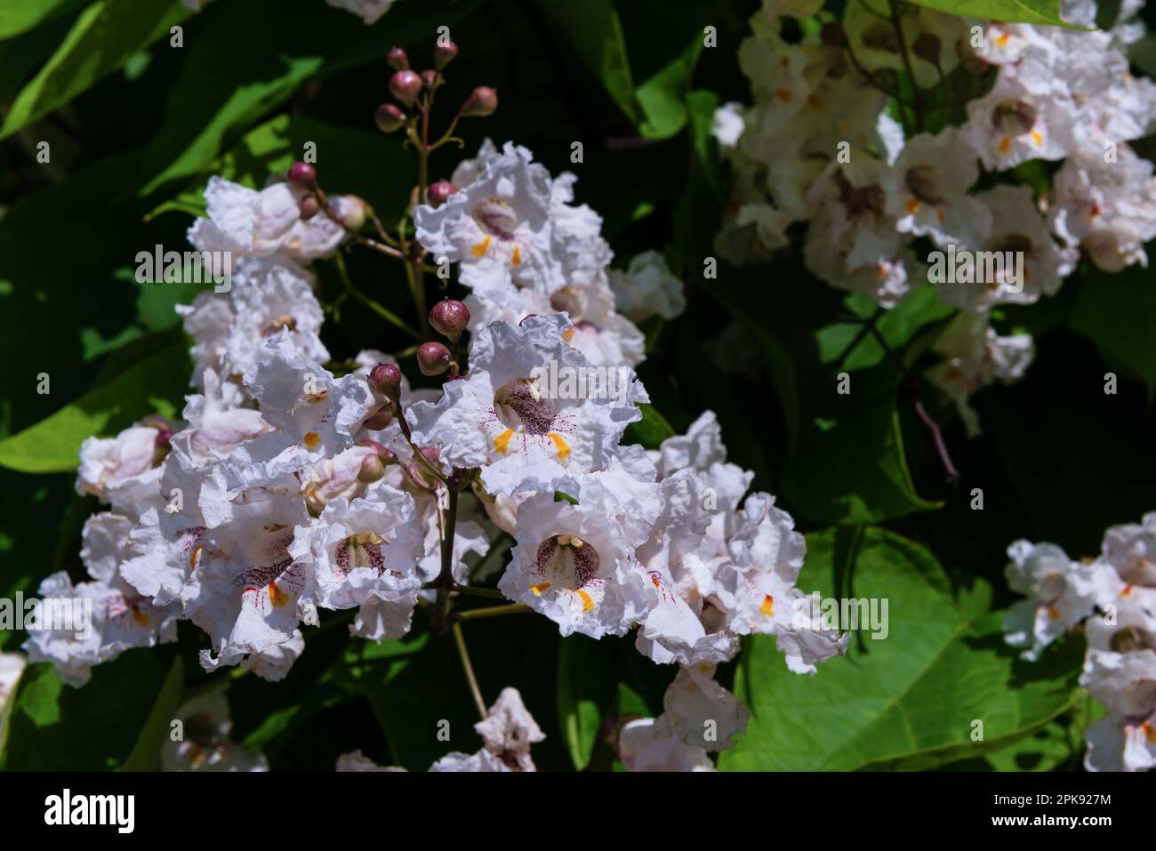 Catalpa bignonioides flower hi-res stock photography and images - Alamy