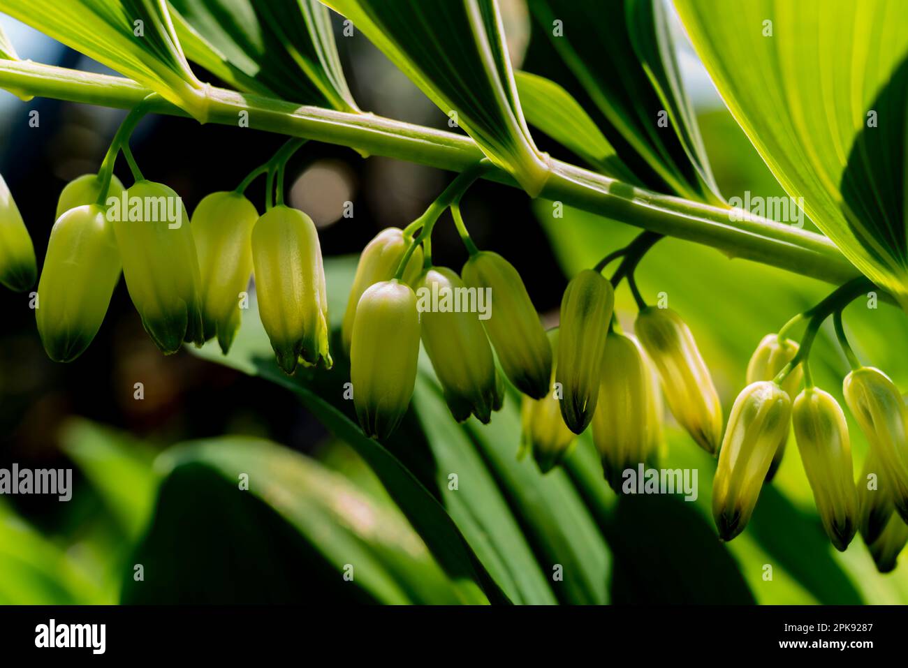 Open flowers hi-res stock photography and images - Alamy