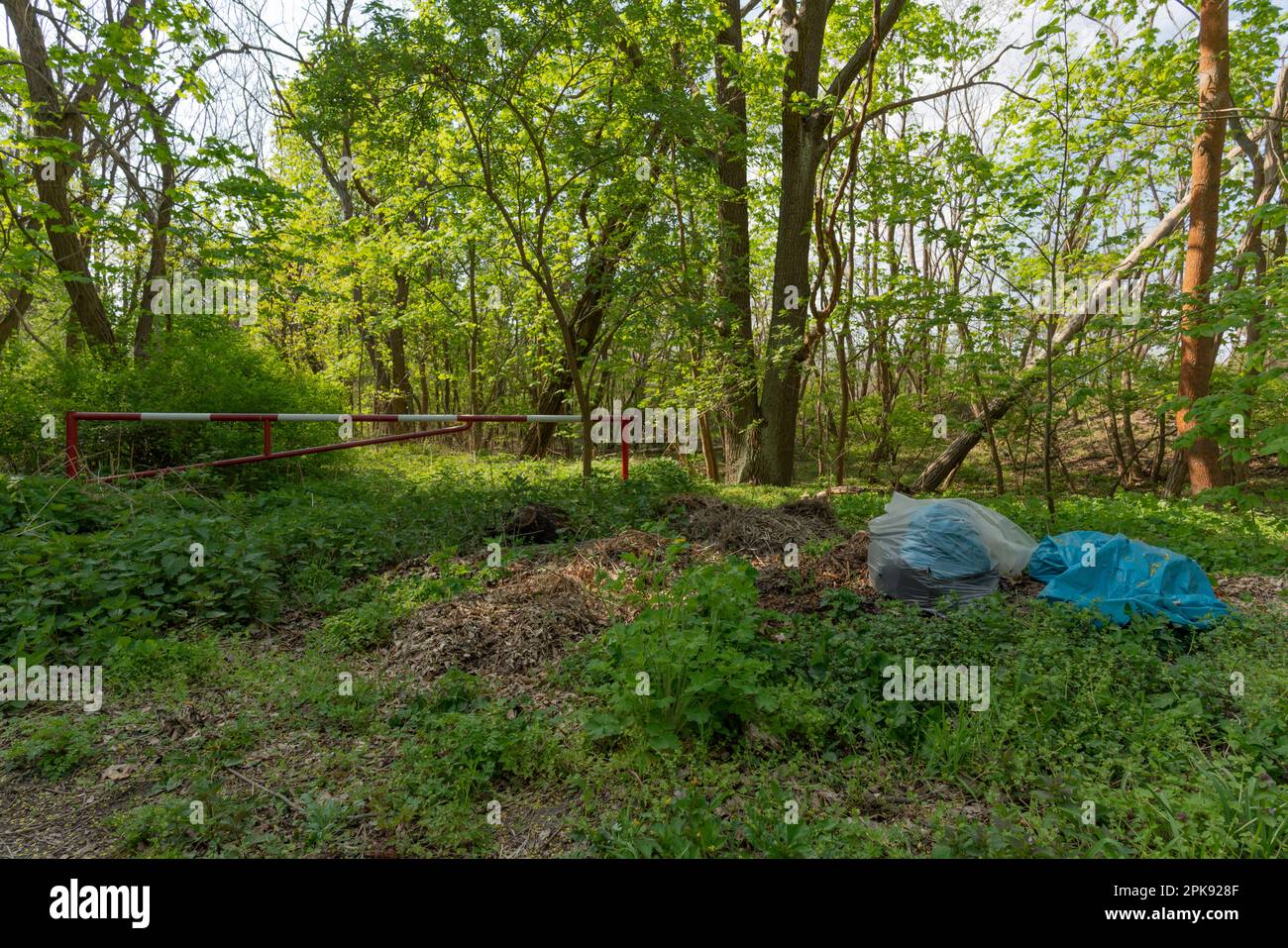 Pollution, illegally disposed waste in the forest Stock Photo - Alamy