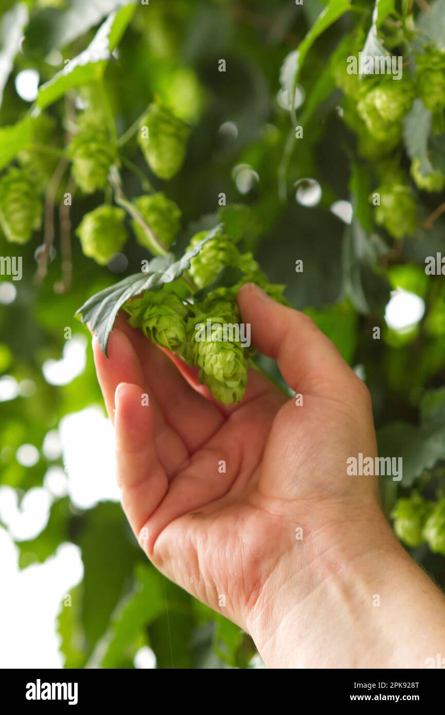 Hand of farmer reaching for fresh hop cone on branch hi-res stock ...