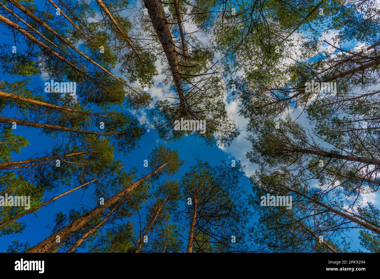 Canopy of pine trees in a pine forest, blue sky and white clouds Stock ...